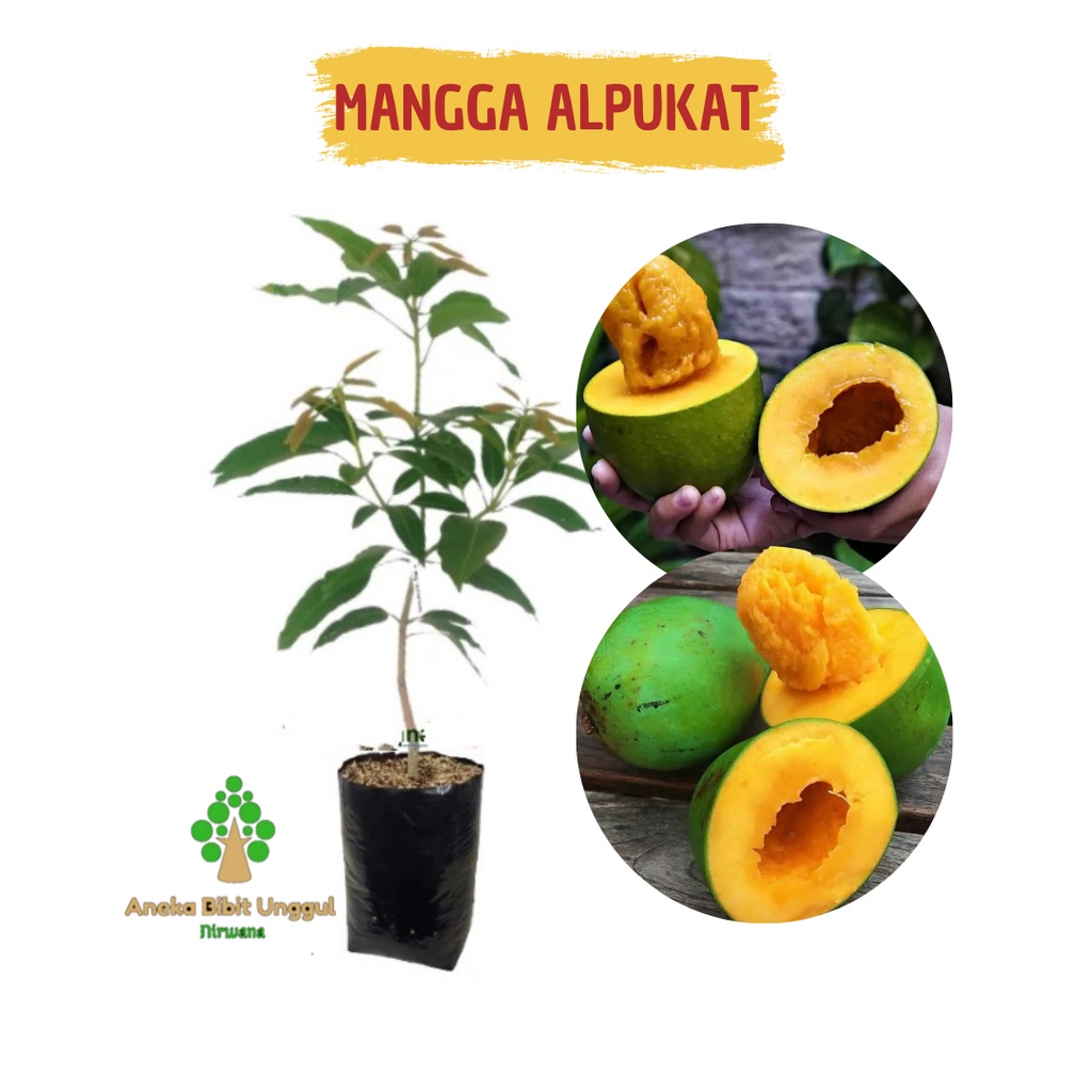 Jual BIBIT BUAH MANGGA ALPUKAT - BIBIT MANGGA ALPUKAT - BIBIT POHON ... Jual BIBIT BUAH MANGGA ALPUKAT - BIBIT MANGGA ALPUKAT - BIBIT POHON ...