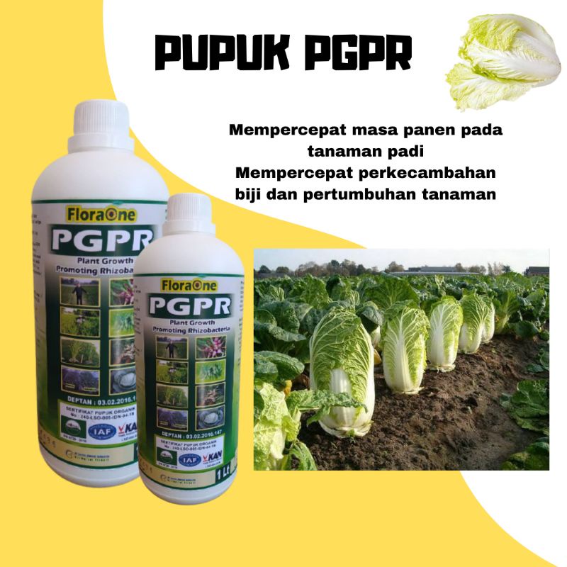 Jual Pupuk Dasar Sawi Putih, PUPUK PGPR, Pupuk Penyubur Sawi Putih ...