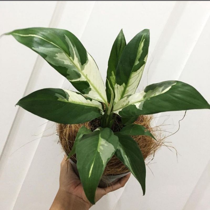 Jual Tanaman Hias Spatufilum variegata / peace lily variegata | Shopee ...