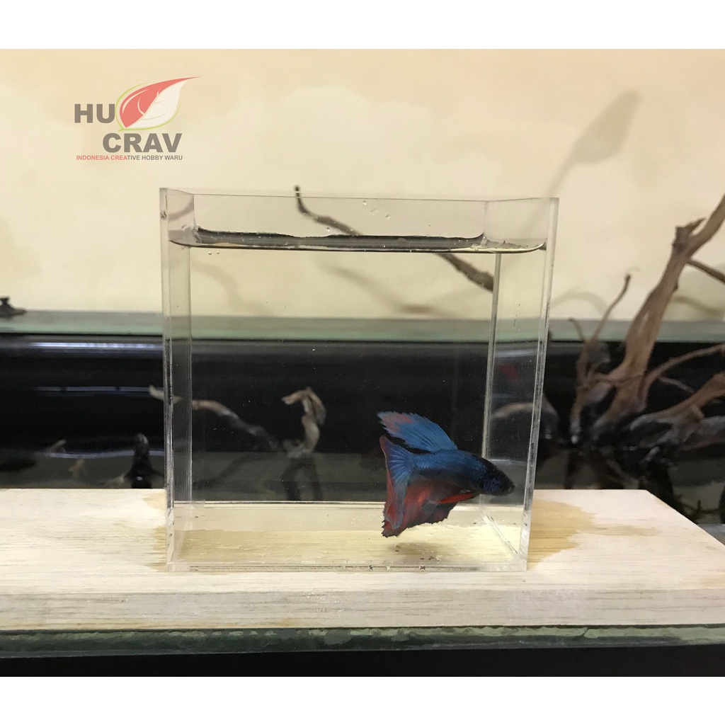 Jual Akuarium / Soliter Cupang HIas 10 X 6 X 10cm Aquarium Akrilik ...