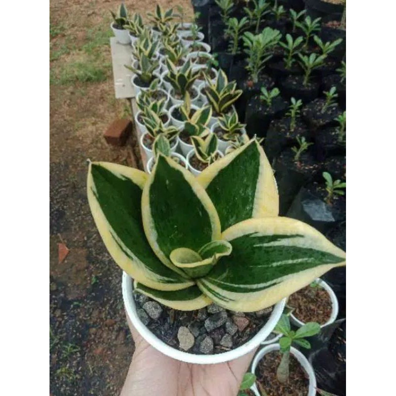 Jual sansivera pagoda plus pot &batu putih sansivera garis kuning mini ...