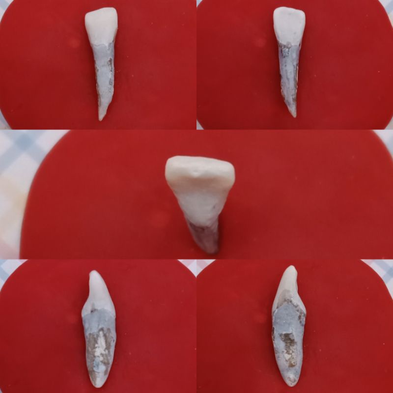 Jual Gigi 42 Gigi Asli Praktikum Gigi Insisif Lateral Kanan Rahang ...