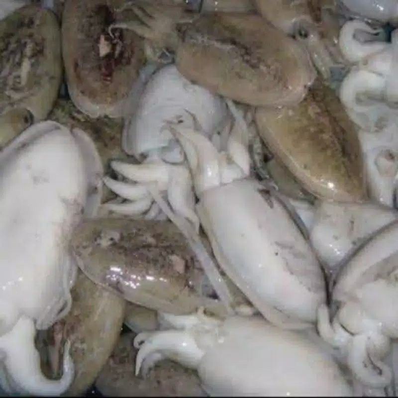Jual Cumi Sotong / Ikan Nus / Cumi Kodok | Shopee Indonesia