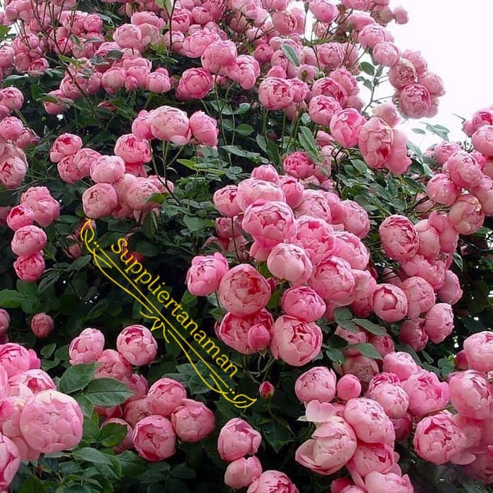 Jual Tanaman Bunga Mawar Margo Coster - Bibit Tanaman Hias Mawar ...