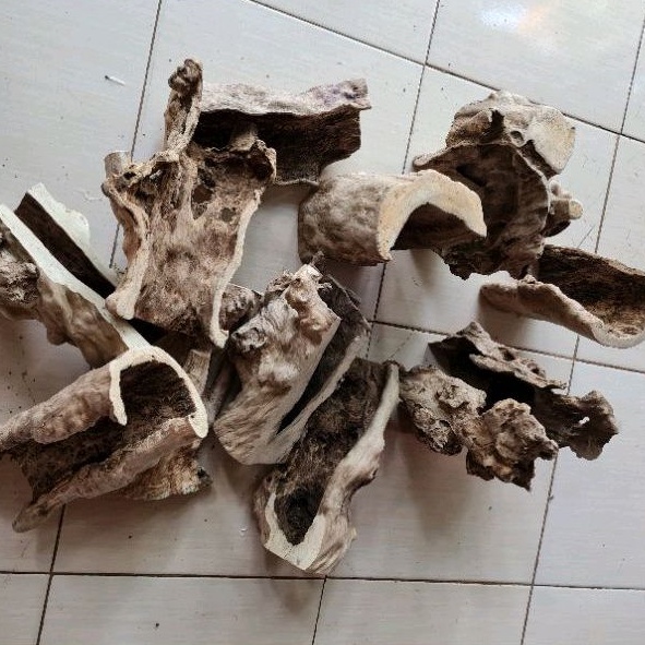 Jual KAYU KOPI RUMAH REPTIL TARANTULA HIDING CAVE | Shopee Indonesia