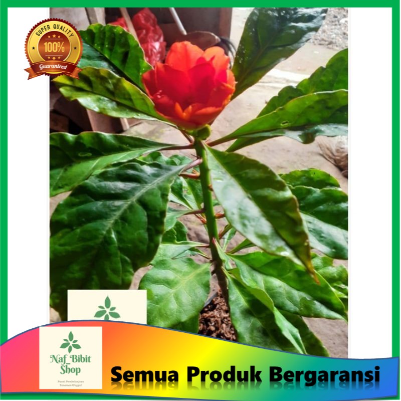 Jual MURAH bibit tujuh jarum bilah jarum pohon tujuh jarum tanaman toga ... Jual MURAH bibit tujuh jarum bilah jarum pohon tujuh jarum tanaman toga ...