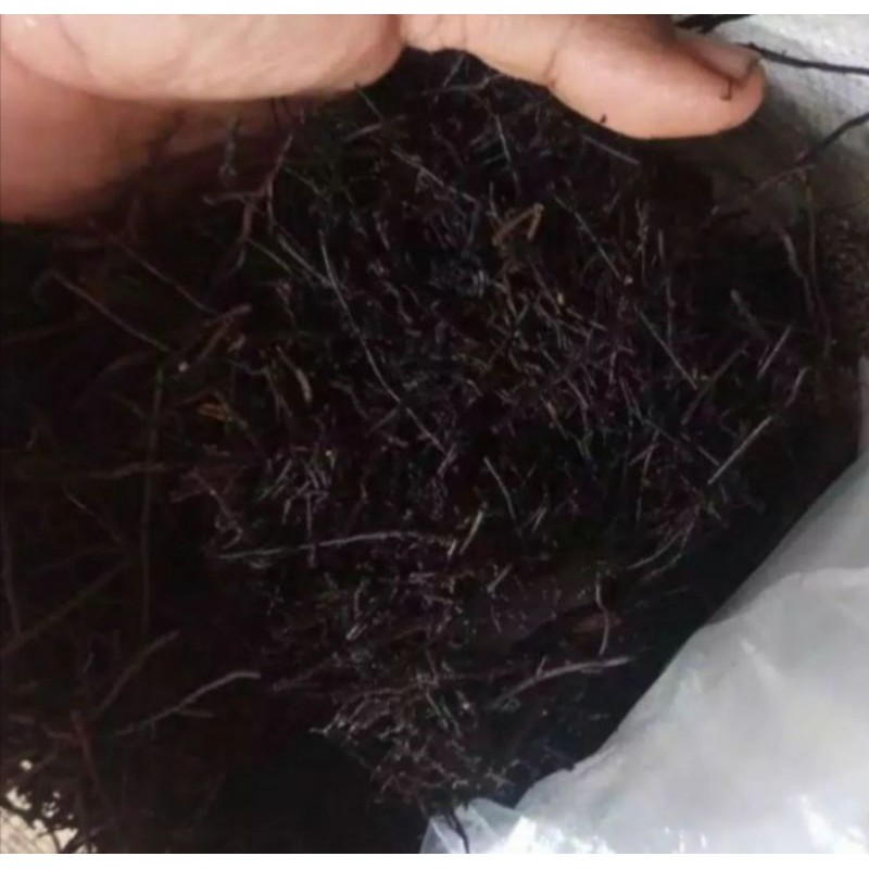 Jual media tanam Pakis cacah fermentasi 1kg | Shopee Indonesia