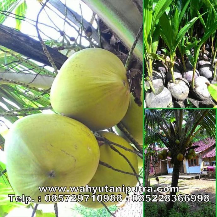 Jual Back Bibit Kelapa Genjah Entok Unggul Dan Super | Shopee Indonesia
