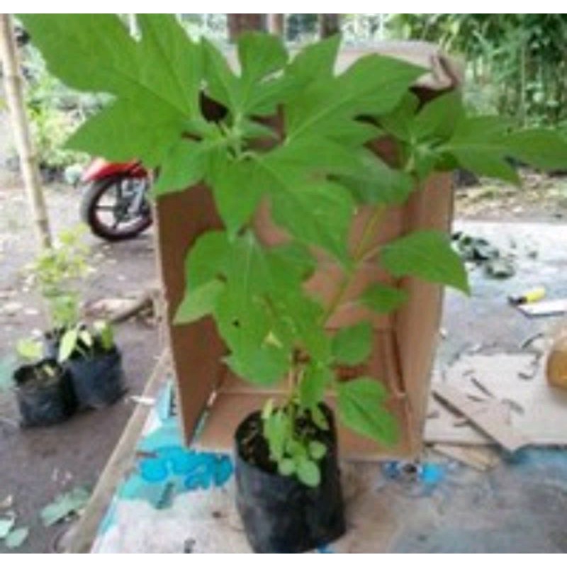 Jual bibit stek batang daun insulin siap tanam mudah tumbuh per10 bibit ...
