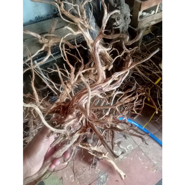 Jual Rasamala XL | Shopee Indonesia