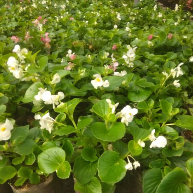 Jual Begonia bunga putih -yusufflorra -SA | Shopee Indonesia