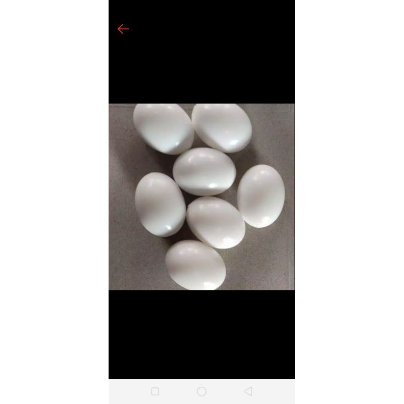 Jual telur palsu merpati warna putih | Shopee Indonesia