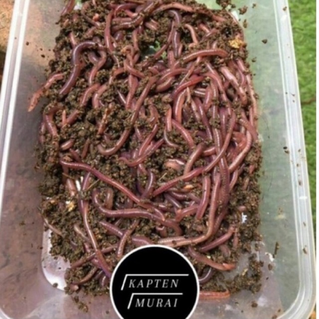 Jual cacing anc cacing tanah cacing merah 100 GRAM | Shopee Indonesia