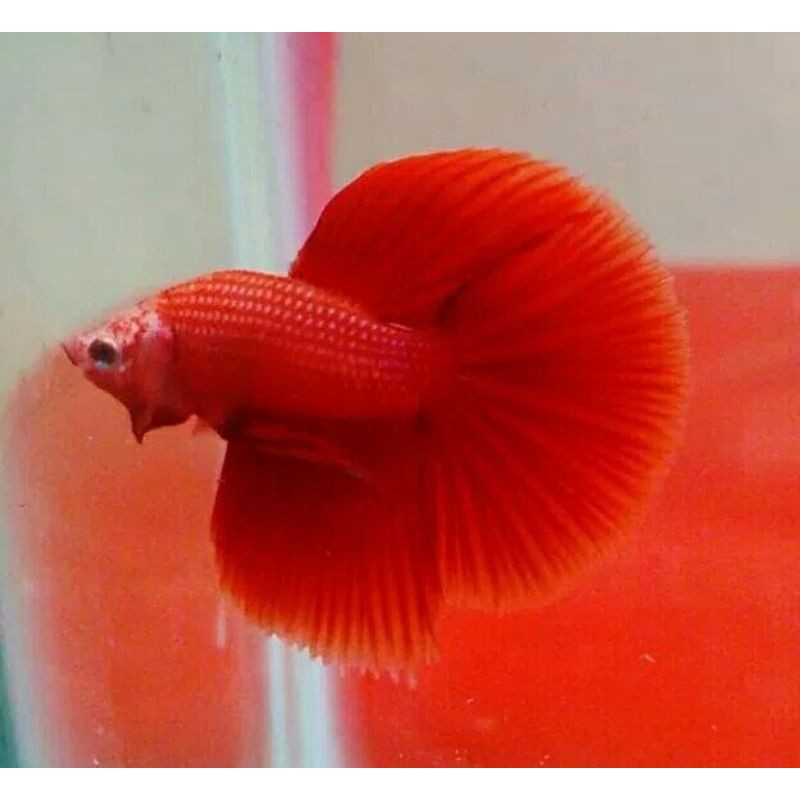 Jual ikan cupang super red | Shopee Indonesia