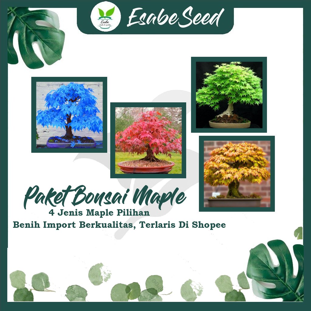 Jual Paket Benih Biji Bibit Bonsai Maple 4 Jenis Maple | Shopee Indonesia