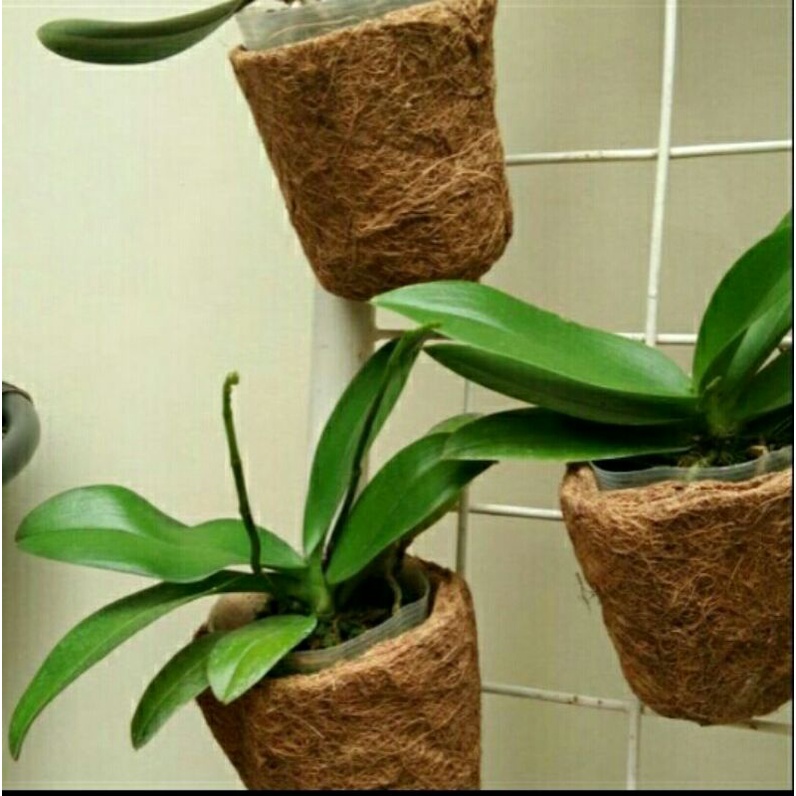Jual POT BUNGA ANGGREK DARI SABUT KELAPA MODEL PRES / POT GELAS ...