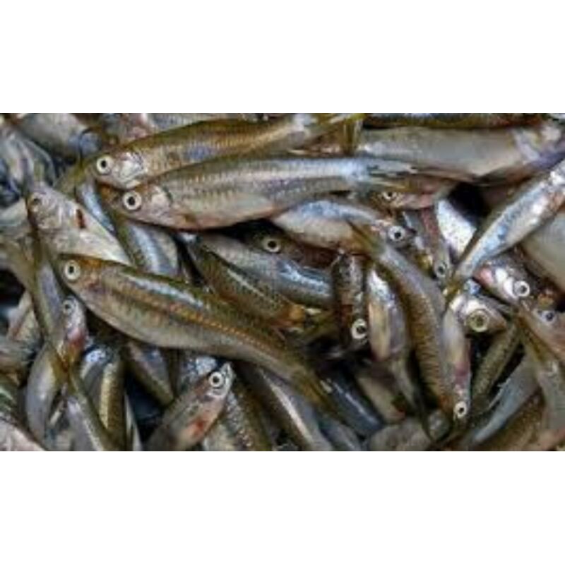 Jual IKAN SELUANG PER 250 GR | Shopee Indonesia