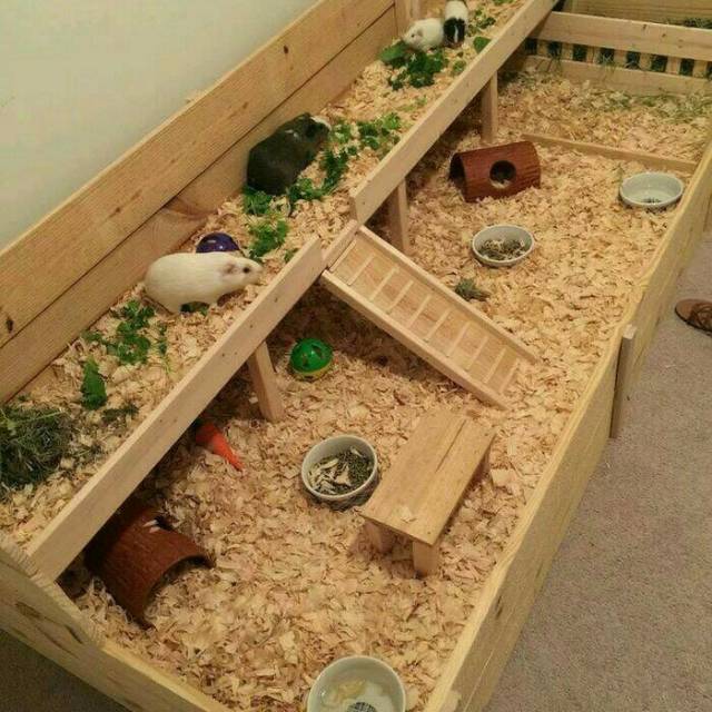 Jual Rumah hamster / Rumah marmut jatibeland / Kandang marmut / Pet ...