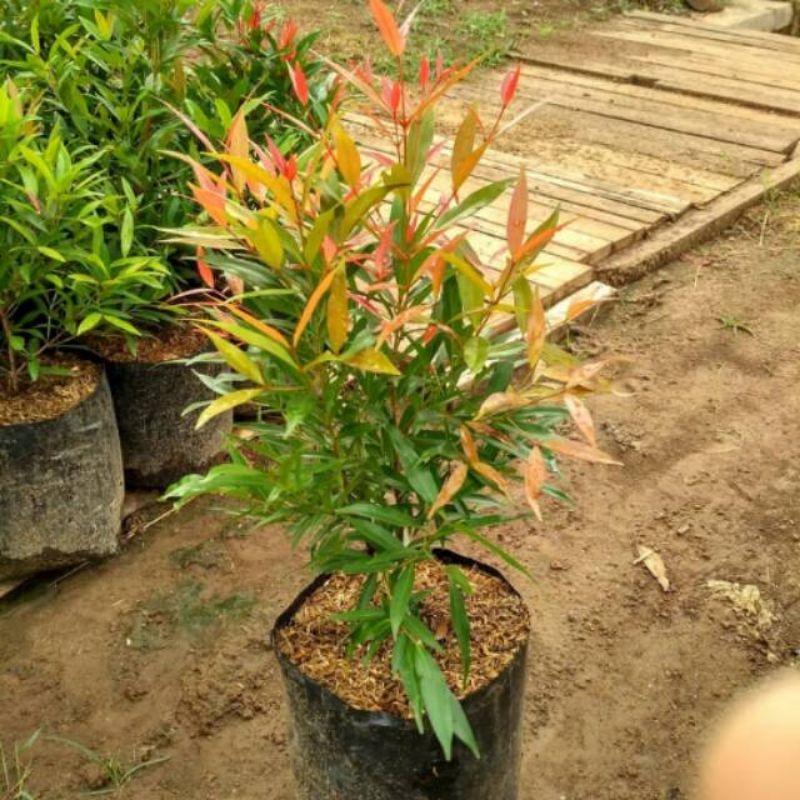 Jual Bibit Tanaman Pohon Pucuk Merah/tanaman hias pucuk merah Tanaman ...