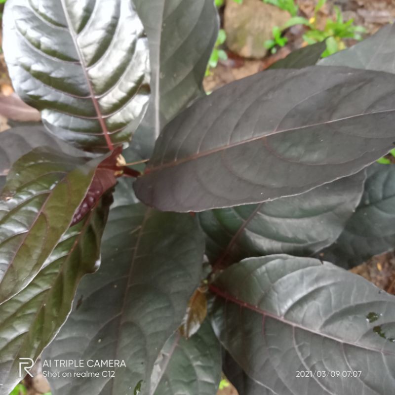 Jual Daun kopi hitam bahan herbal | Shopee Indonesia