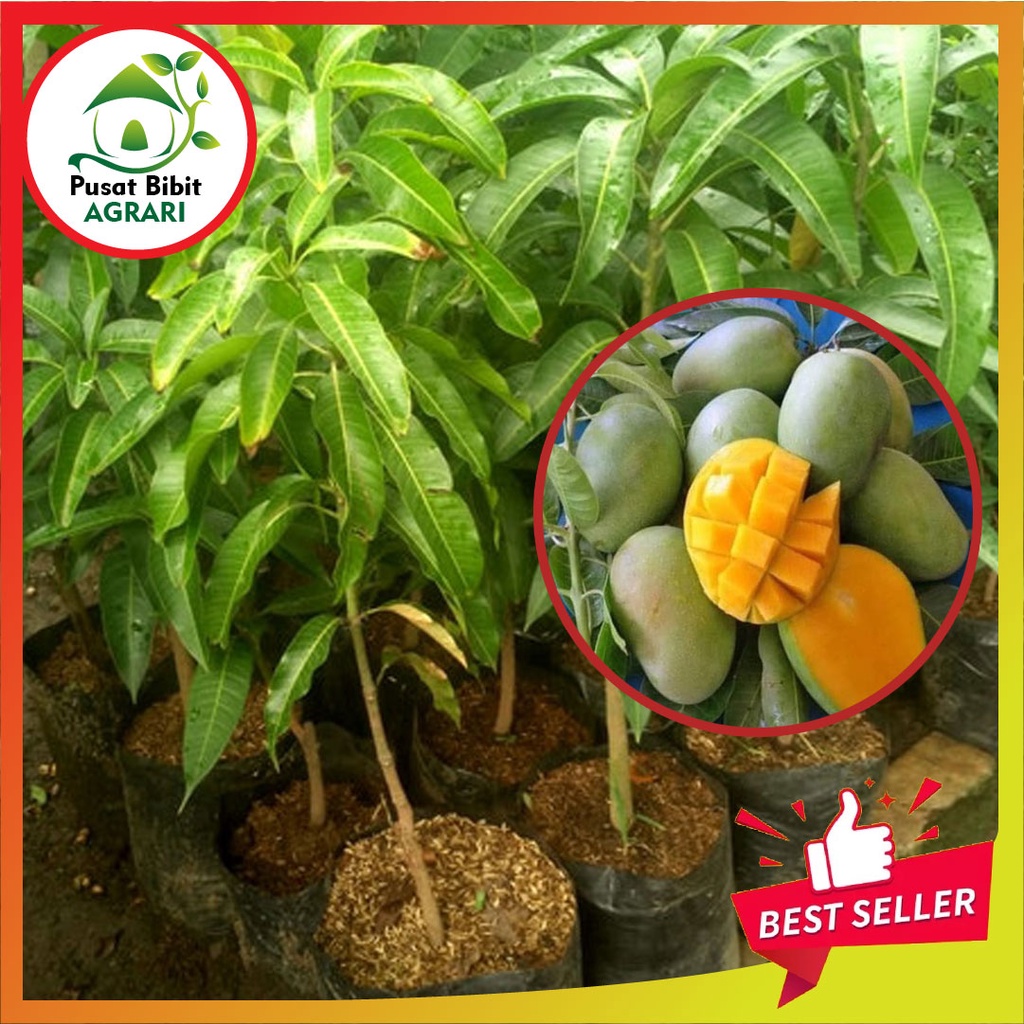 Jual Bibit Mangga Harum Manis Asli Tanaman Buah Hasil Okulasi Super ... Jual Bibit Mangga Harum Manis Asli Tanaman Buah Hasil Okulasi Super ...