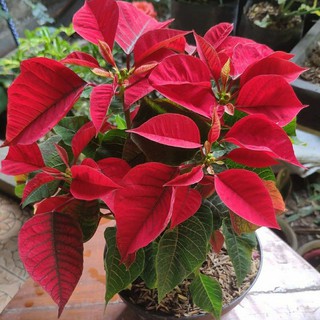 Jual tanaman hias katsuba merah | Shopee Indonesia