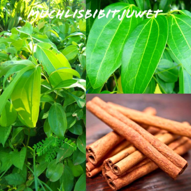 Jual BIBIT TANAMAN POHON KAYU MANIS KUALITAS UNGGUL SUPER MURAH bibit ...