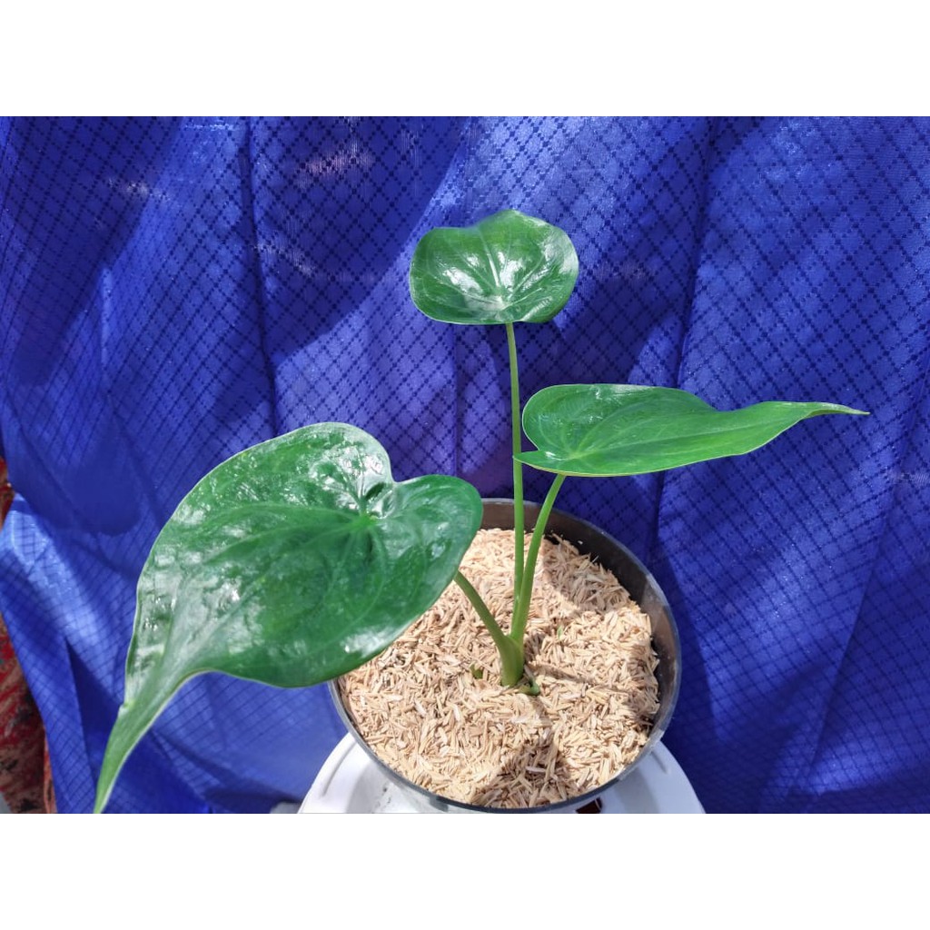 Jual Philodendron Philo Sirih / Keris Papua / moonlight lemon ...