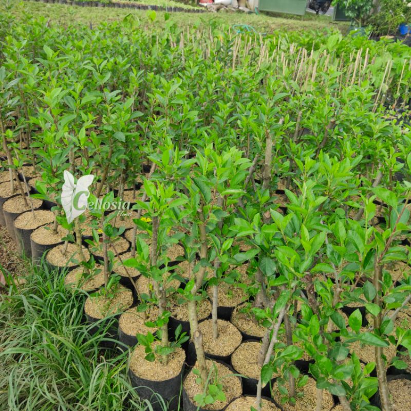 Jual Bibit Tanaman Buah Apel Lokal (Batang Bawah Apel) | Shopee Indonesia