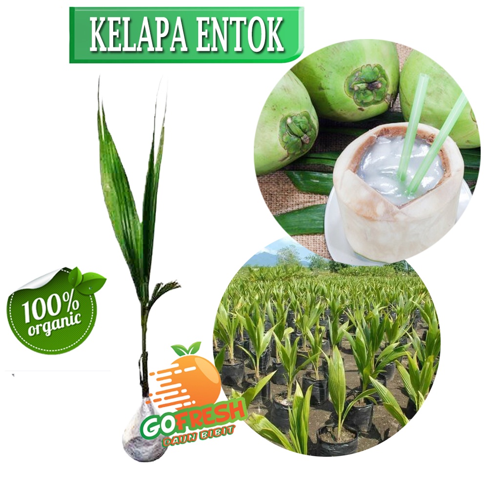 Jual Bibit Kelapa Genjah Entok Garansi Asli 100% Super Premium Siap ...