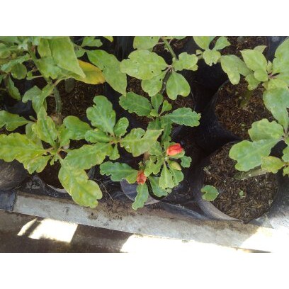 Jual DAUN POHON JARUM TUJUH BILAH sebanyak 20 lembar | Shopee Indonesia