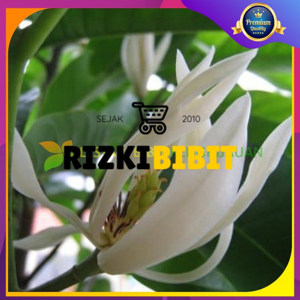 Jual Bibit bunga kantil putih okulasi siap berbunga (WISATA FLORA ...