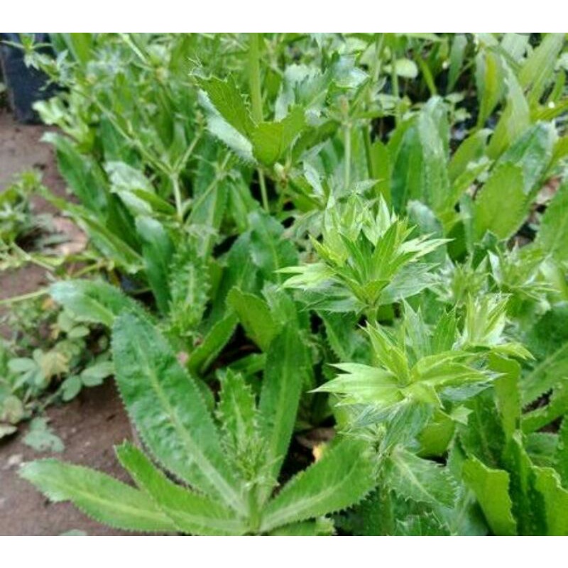 Jual tanaman tumbaran segar / tanaman walang sangit segar per pohon ...