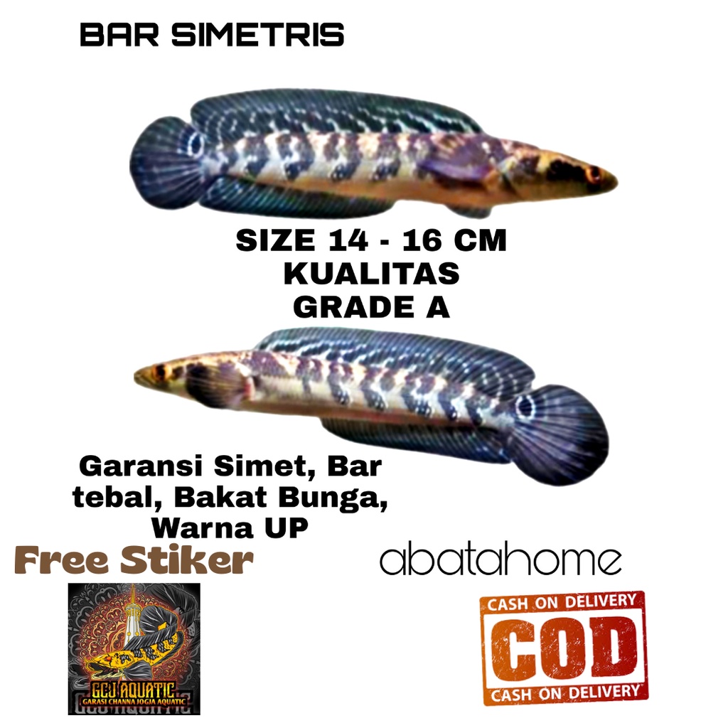 Jual Maru Yellow Sentarum BAR SIMET Size 14-16 cm (Bar 6/6 dan 7/7 ...