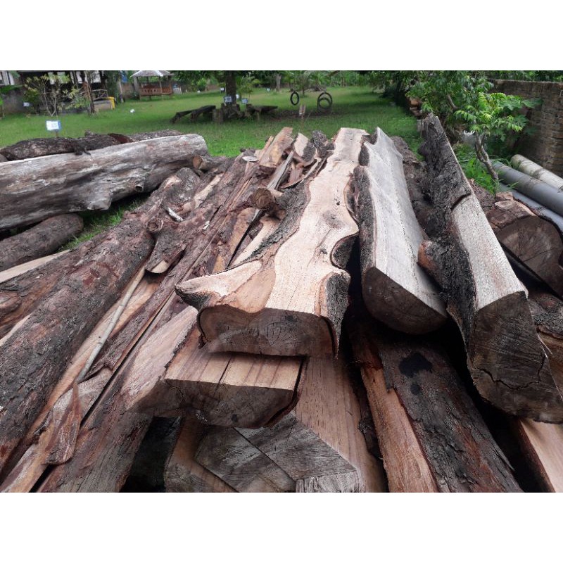 Jual Kayu Pohon Cemara | Shopee Indonesia