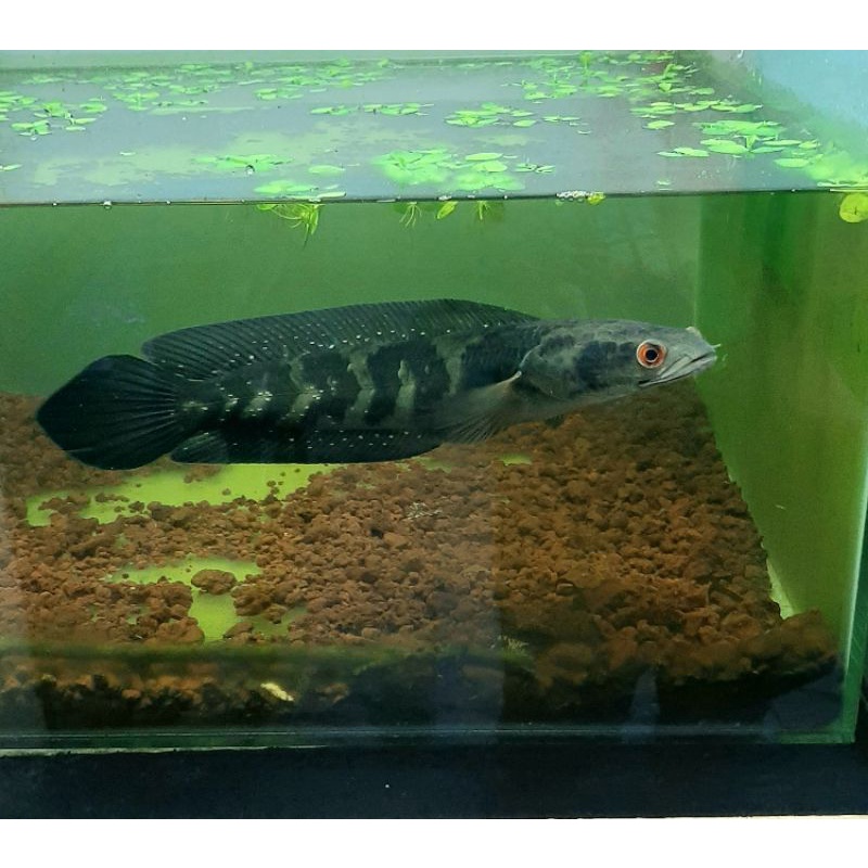 Jual channa green marulius sp seruyan | Shopee Indonesia