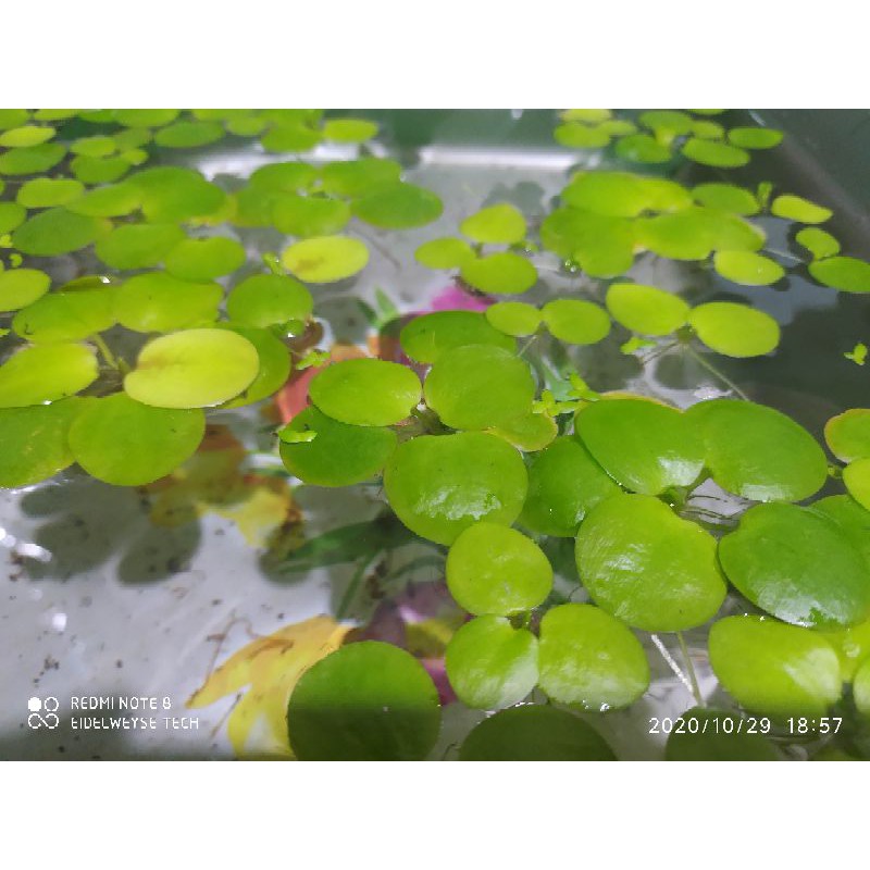 Jual Frogbit Amazon ( Tanaman Aquascape ) | Shopee Indonesia
