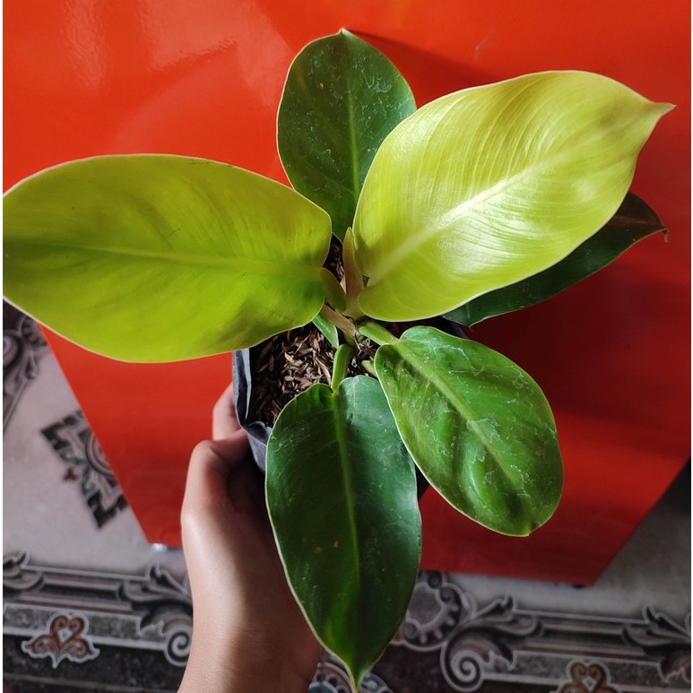Jual Bunga Philodendron Moonlight Cantik Murah | Shopee Indonesia