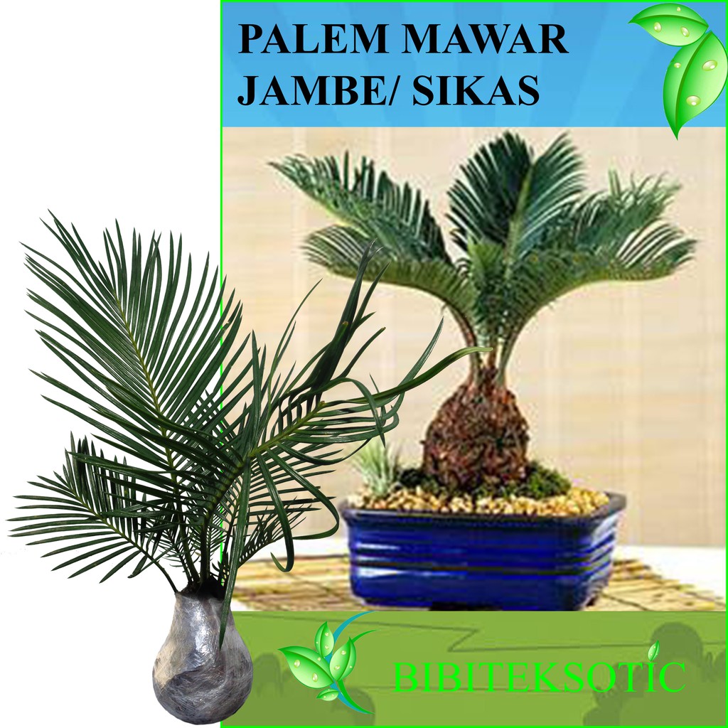 Jual Tanaman Palem Mawar Jambe / Sikas (Tinggi 30-40 cm) | Shopee Indonesia