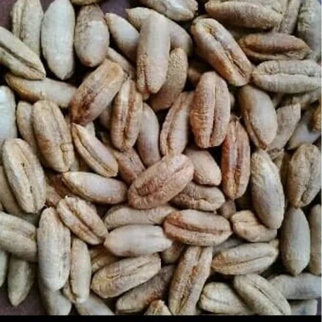 Jual PAKET 1000 BIJI KURMA BARHEE THAILAND | Shopee Indonesia