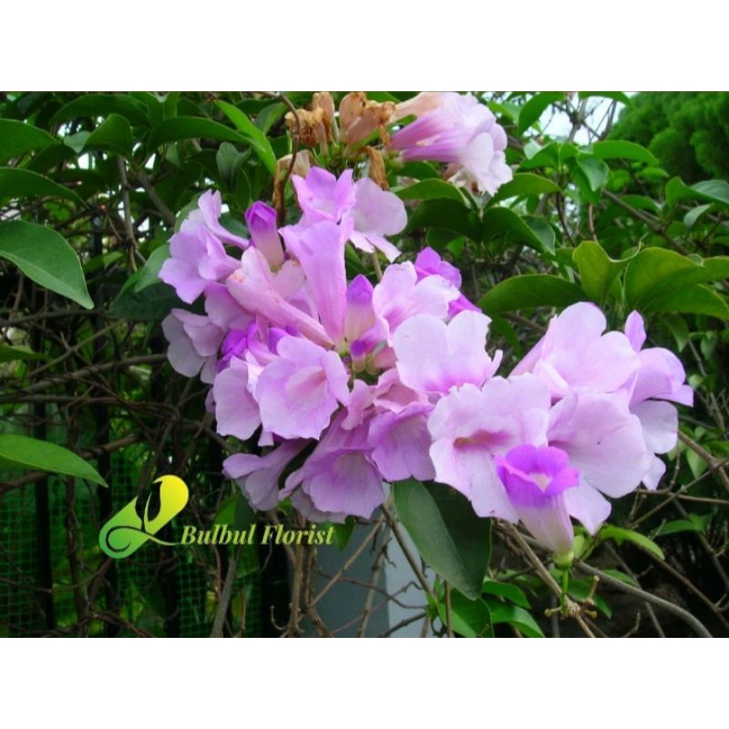 Jual Tanaman Bunga Garlic Vine | Shopee Indonesia