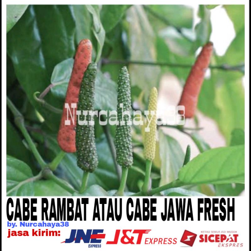 Jual Cabe Rambat( Cabe Jawa ) fresh/250gram | Shopee Indonesia