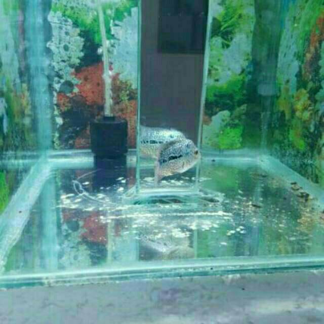 Jual KACA UNTULAN IKAN Louhan lohan luohan Kaca Cermin 3 Sisi Aquarium ...