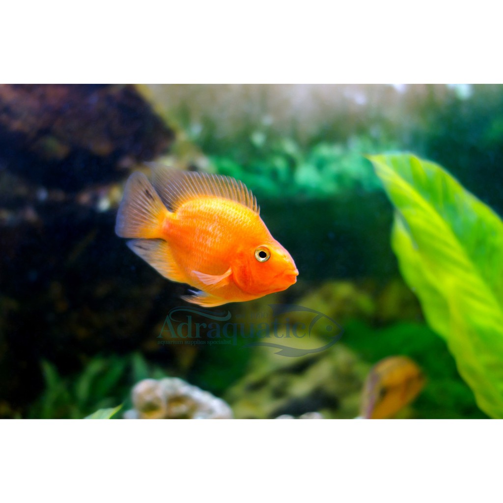 Jual (INSTANT BANDUNG) IKAN HIAS RED PARROT FISH CICHLID AIR TAWAR ...