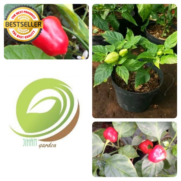 Jual BARU GAES bibit pohon tanaman buah cabe cabai gendot bendot gendol ...