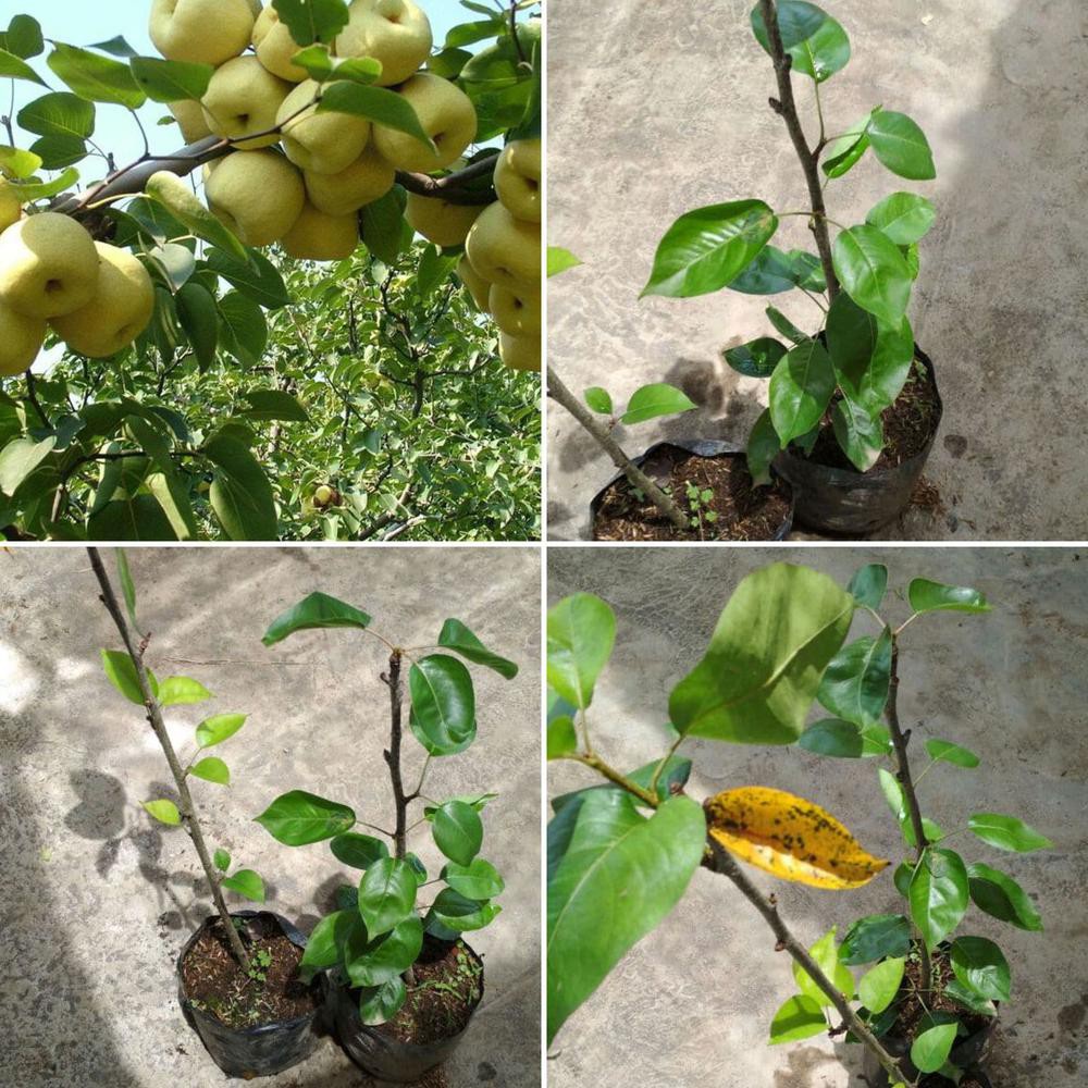 Jual THE BEST Bibit Tanaman Buah Pir Cangkok FULL MURRRRAAH | Shopee ...