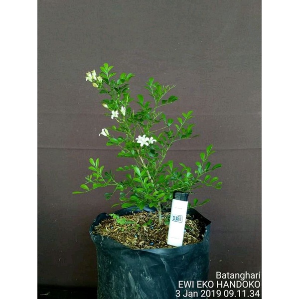 Jual kemuning micro bahan bonsai dan tanaman hias | Shopee Indonesia