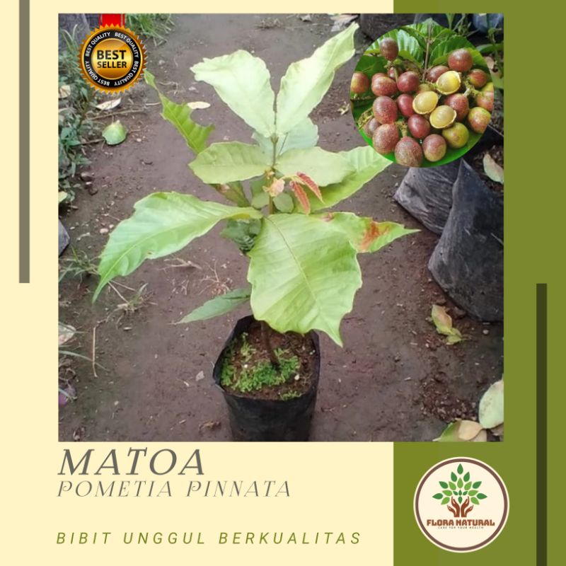 Jual Bibit tanaman matoa Pohon matoa - Buah matoa khas papua | Shopee ...