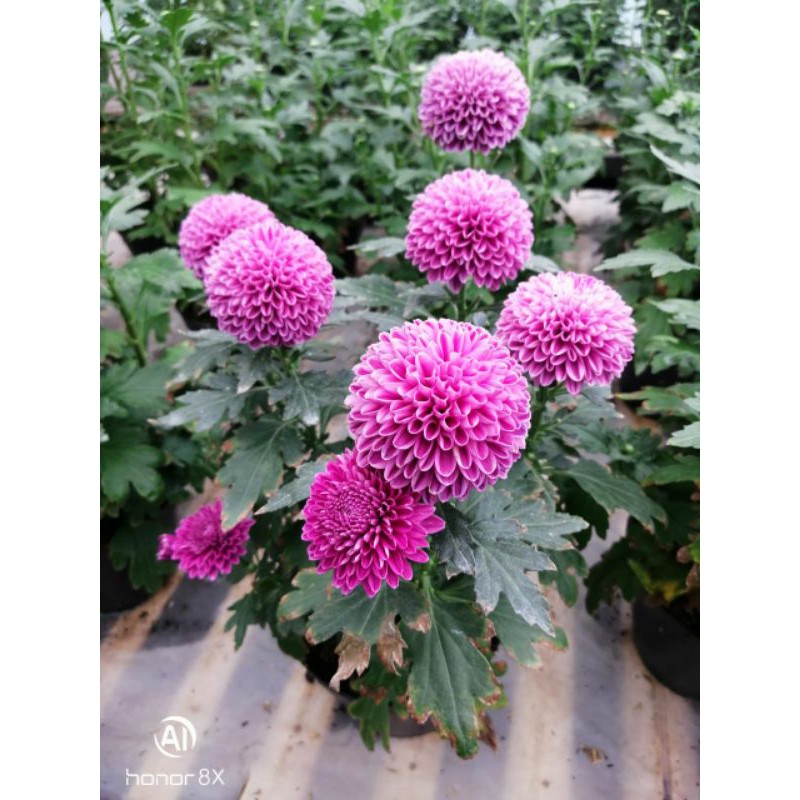 Jual Tanaman Hias Bunga Krisan Pom-Pom. | Shopee Indonesia