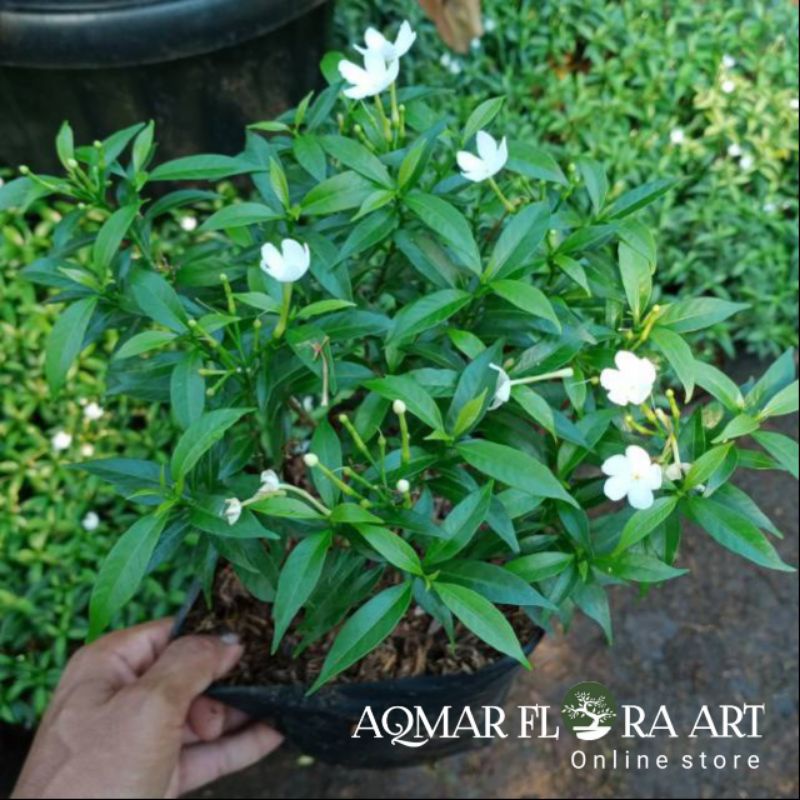 Jual Tanaman Hias Sabrina Mini Tanaman Rombusa | Shopee Indonesia